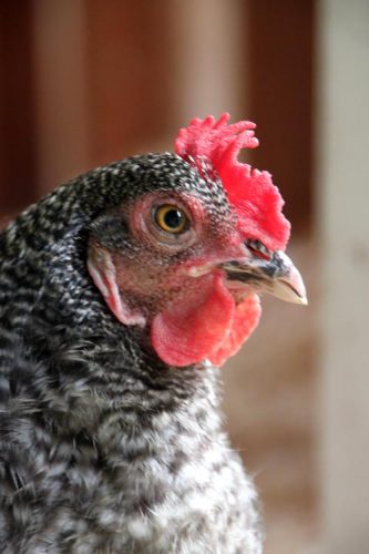 Do Chickens Make Good Pets? - Grit